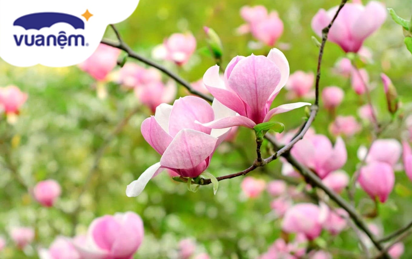 Ý nghĩa hoa Mộc Lan và những điều mà bạn cần biết về loài hoa này - Vua Nệm