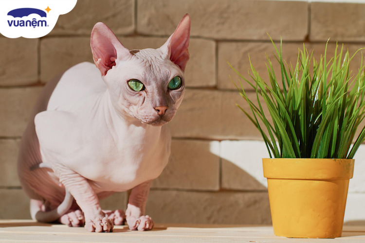 Mèo Ai Cập là mèo gì? Nguồn gốc, đặc điểm cách nuôi và giá bán của mèo Ai Cập - Vua Nệm
